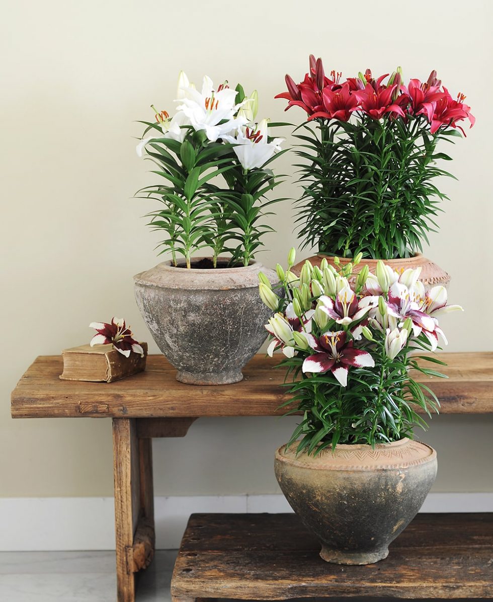 Care tips - Lily Looks