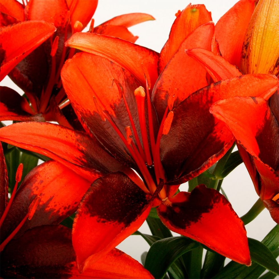 Assortment - Lily Looks