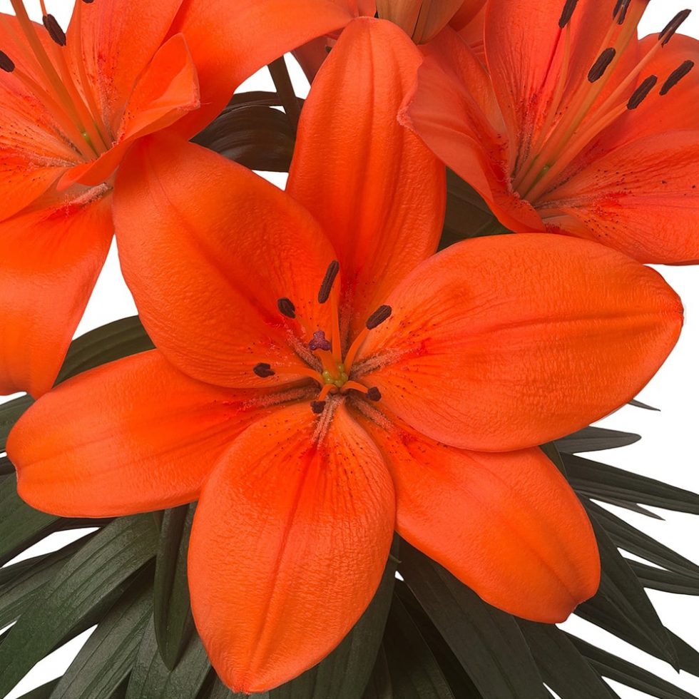 Assortment - Lily Looks
